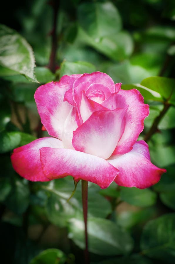 Rose Flower stock photo. Image of summer, branch, garden - 74026588