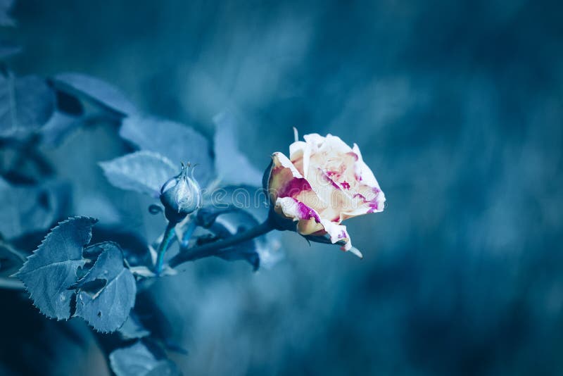 Rose Flower with Blur Background in Blue Filter Color Stock Photo ...