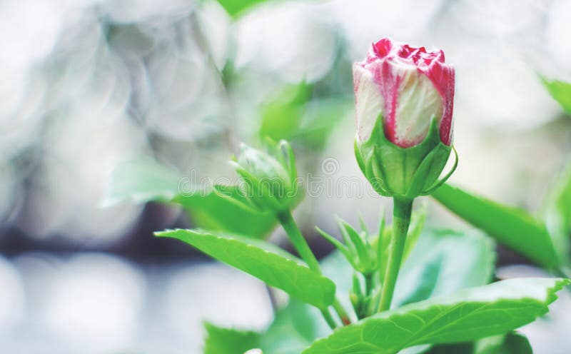 Pretty Pictuer Stock Photos - Free & Royalty-Free Stock Photos from ...