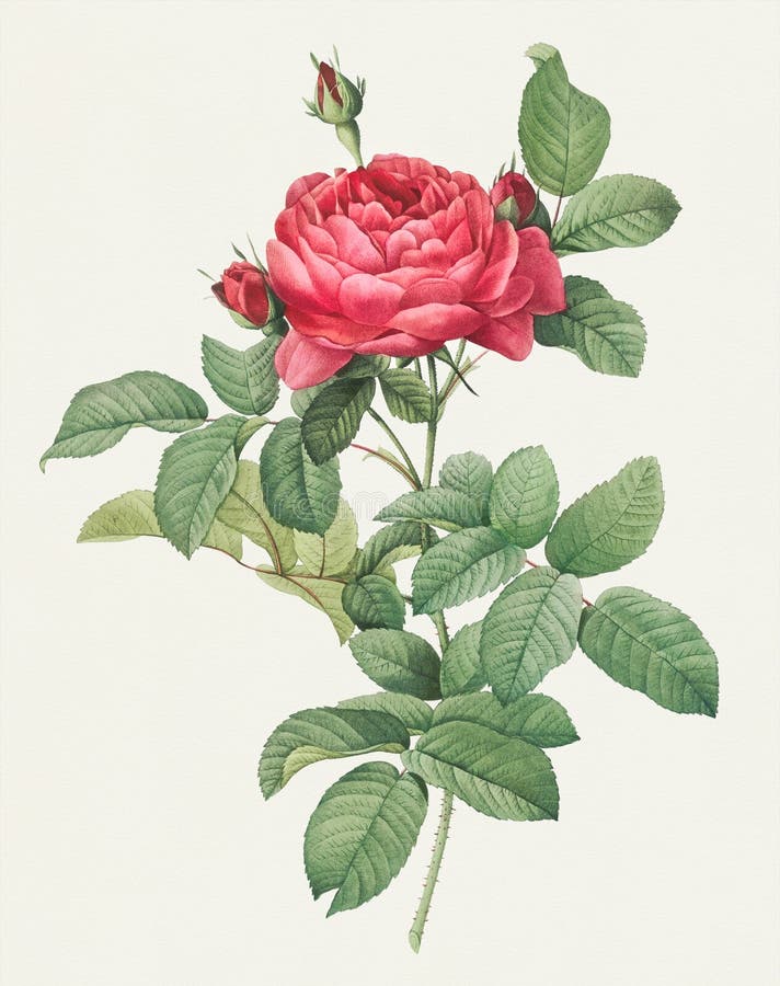 Rose Flower. Botanical Flower Illustration Stock Illustration ...
