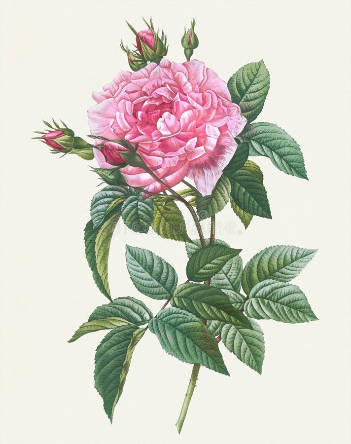 Rose Flower. Botanical Flower Illustration Stock Illustration ...