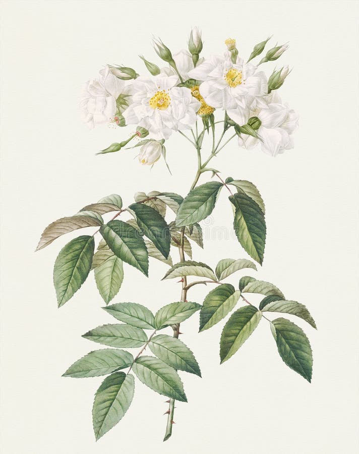 Musk Flower Stock Illustrations – 145 Musk Flower Stock Illustrations ...