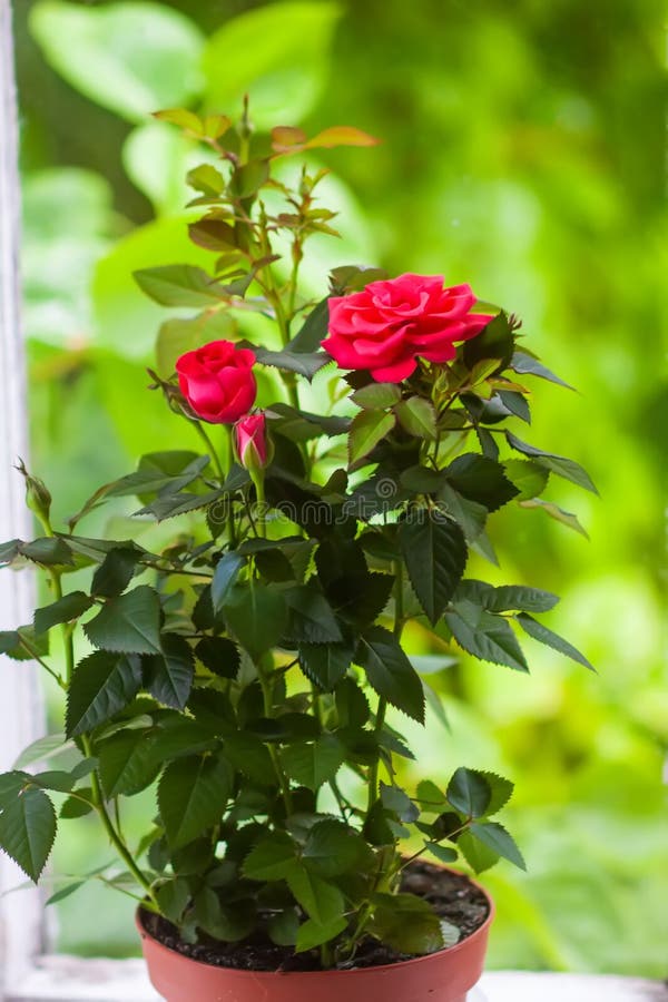 Rose Flower. Bright Beautiful House Plant in Flower Pot Stock Image ...