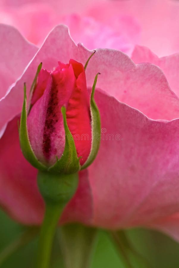 Rose flower bud stock image. Image of nature, close, green - 44611927