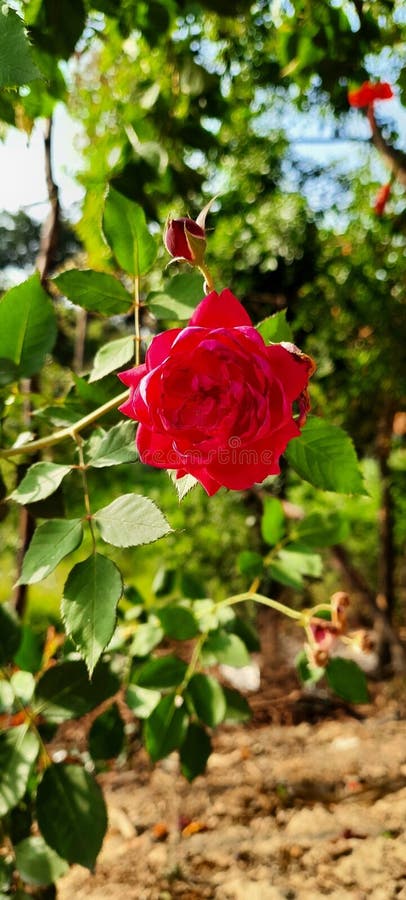 Rose Flower and Bud on Rose Plant Stock Image - Image of petal ...