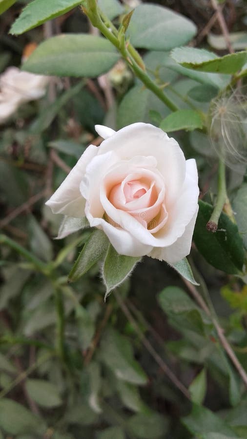 Rose Flower 2 stock image. Image of slowly, rose, flower - 122928369