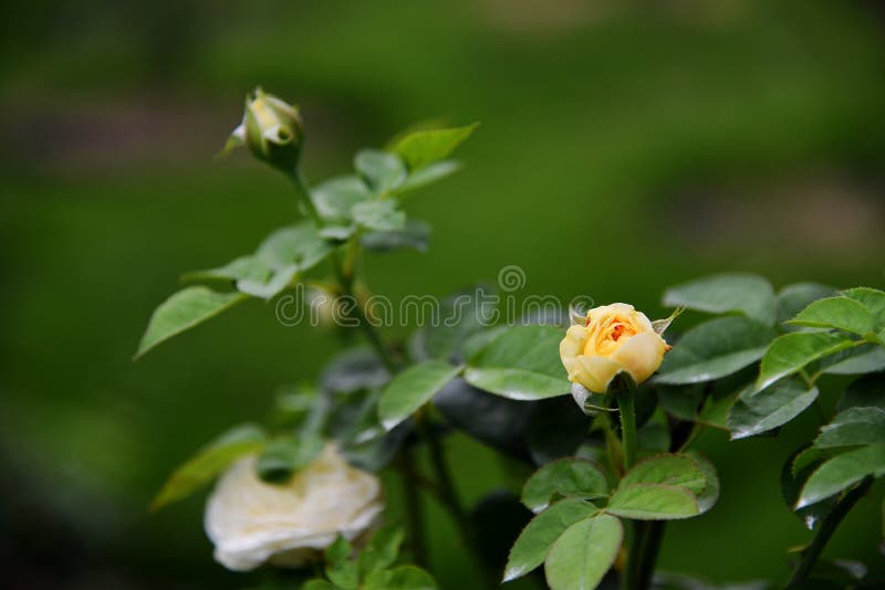 Rose flower bud stock photo. Image of girls, orange, garden - 94311974