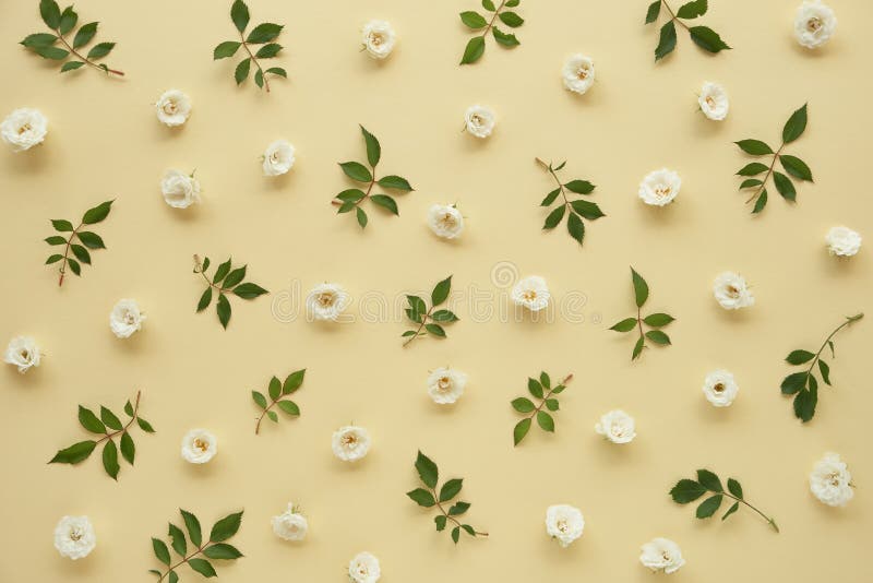 Rose Flower Buds and Leaves on Pastel Beige Background Stock Image ...