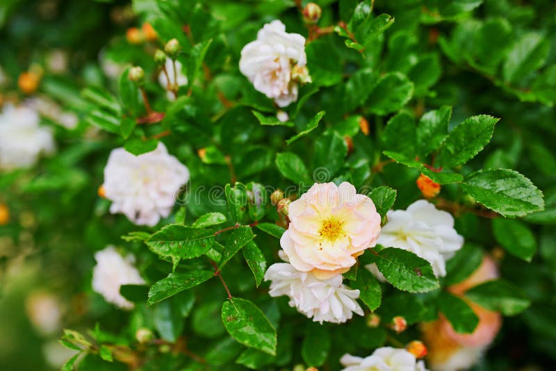 Rose Flower Bush in Garden in Full Bloom Stock Photo - Image of closeup ...