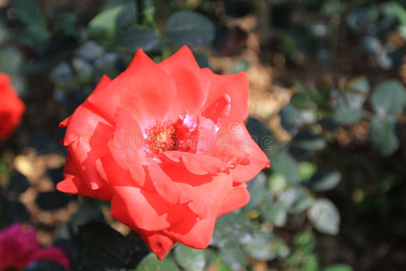 Rose Flower Bush Garden Nature Back Ground Stock Image - Image of ...