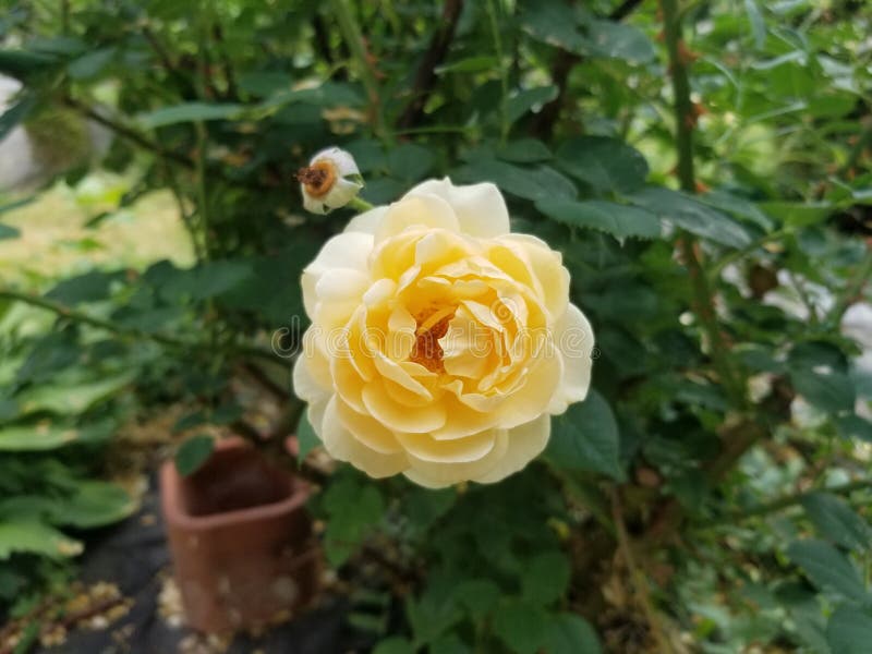 Rose Flower Bush stock photo. Image of petal, garden - 251002056