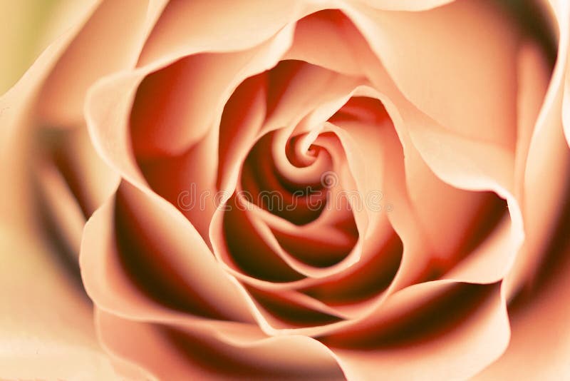 Rose flower close up stock image. Image of purple, rose - 147923029