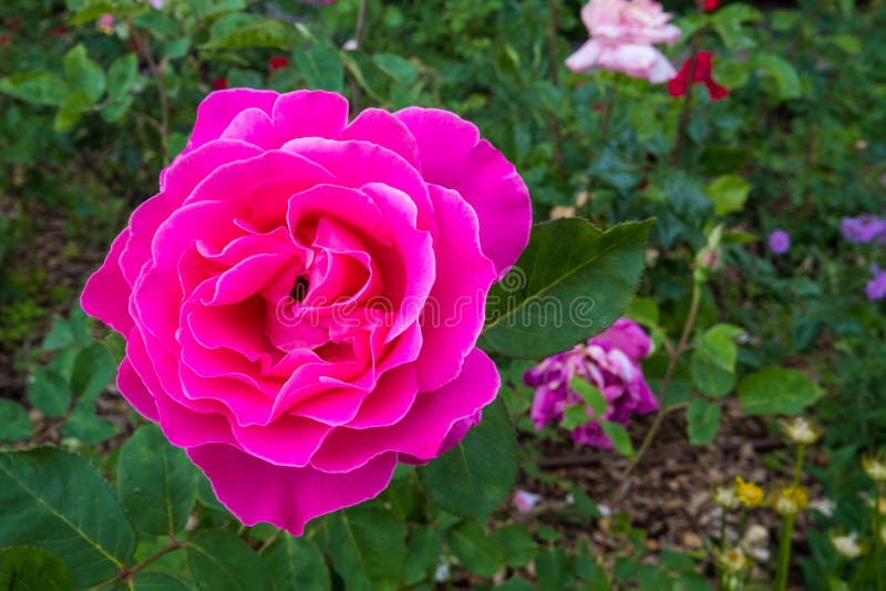 Rose flower closeup stock photo. Image of rose, flora - 153642952