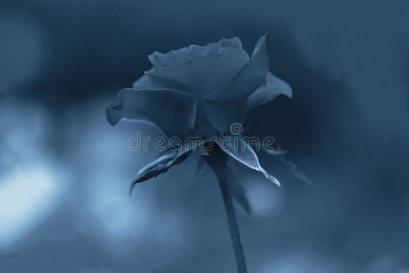 Rose Flower Closeup in Classic Blue Color Stock Photo - Image of blue ...