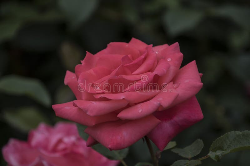 Rose Flower Closeup. Shallow Depth of Field Stock Photo - Image of park ...