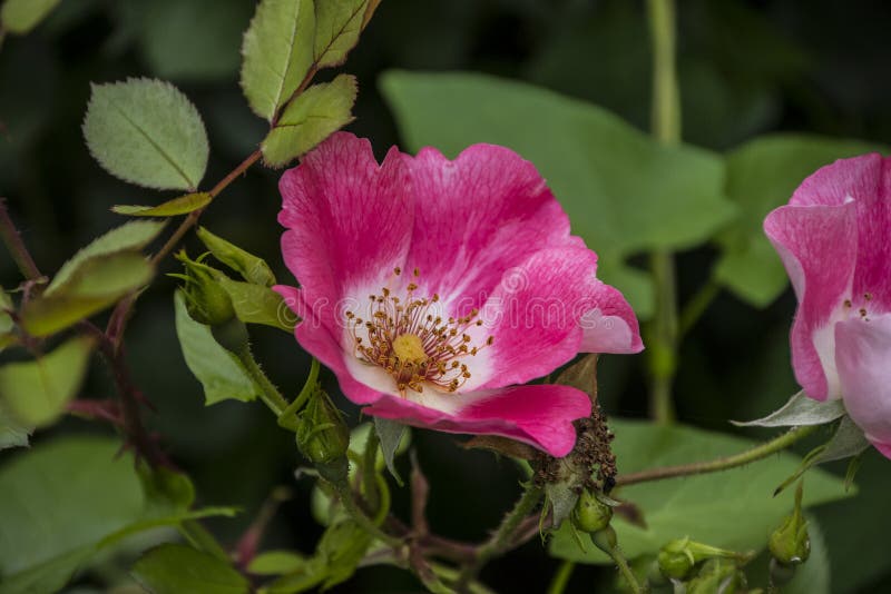 Rose Flower Closeup. Shallow Depth of Field Stock Photo - Image of bush ...