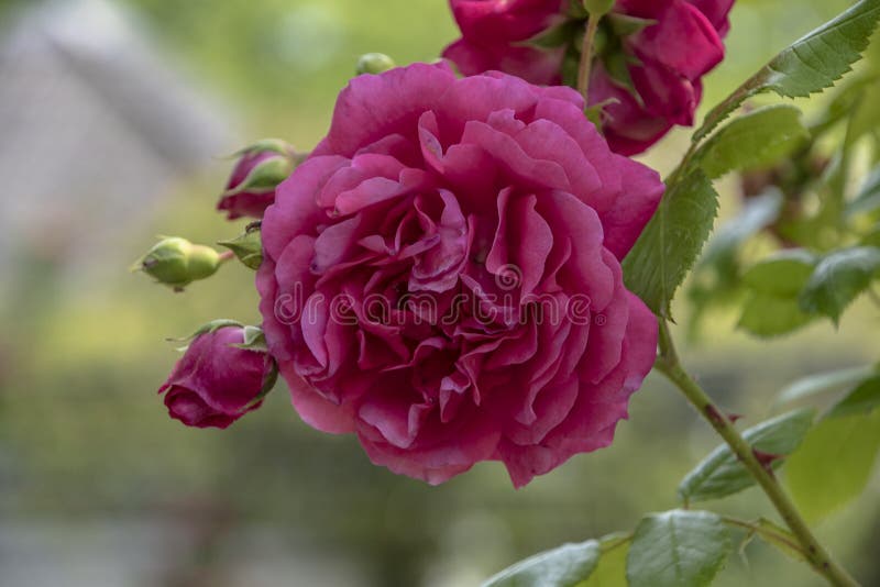 Rose Flower Closeup. Shallow Depth of Field Stock Image - Image of pink ...