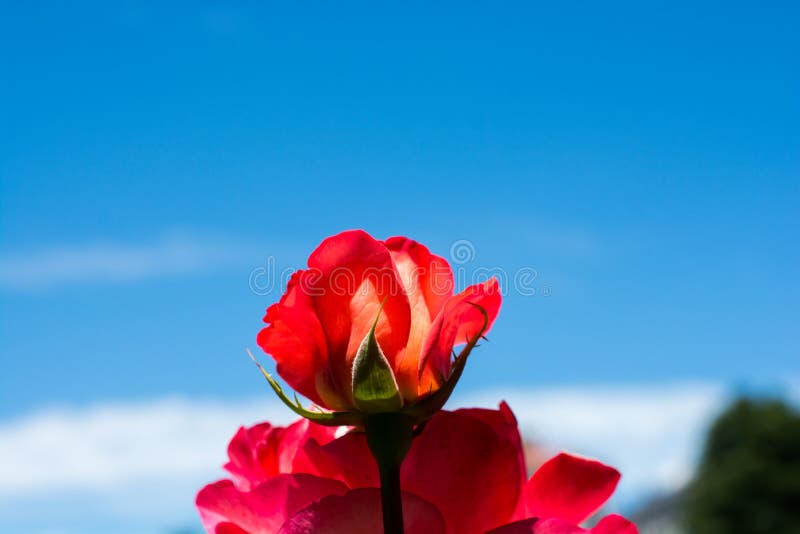 Rose Flower Con Un Fondo Del Cielo Imagen de archivo - Imagen de regalo ...