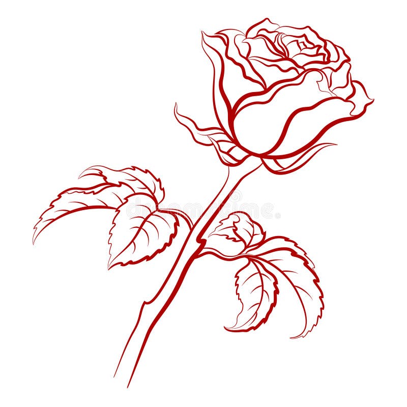 Rose Flower Contour stock vector. Illustration of stem - 305539127