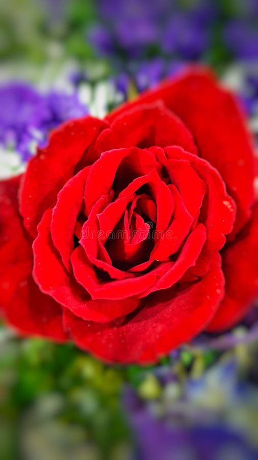 Rose Flower with Dark Red Colour Stock Image - Image of rose, colour ...