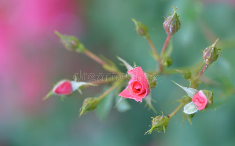 Rose Flower in a Delicate Bloom Stock Image - Image of natural, closeup ...