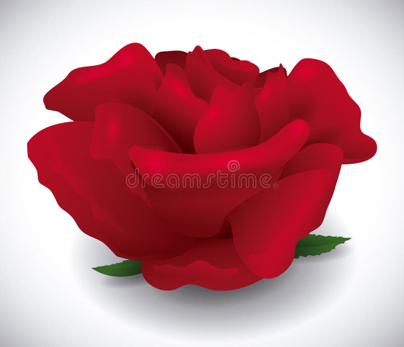 Rose flower stock illustration. Illustration of rose - 50312012