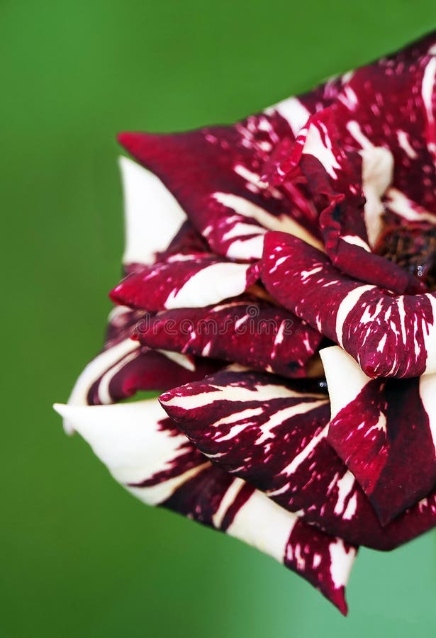 Rose flower stock photo. Image of english, climbing - 256126864