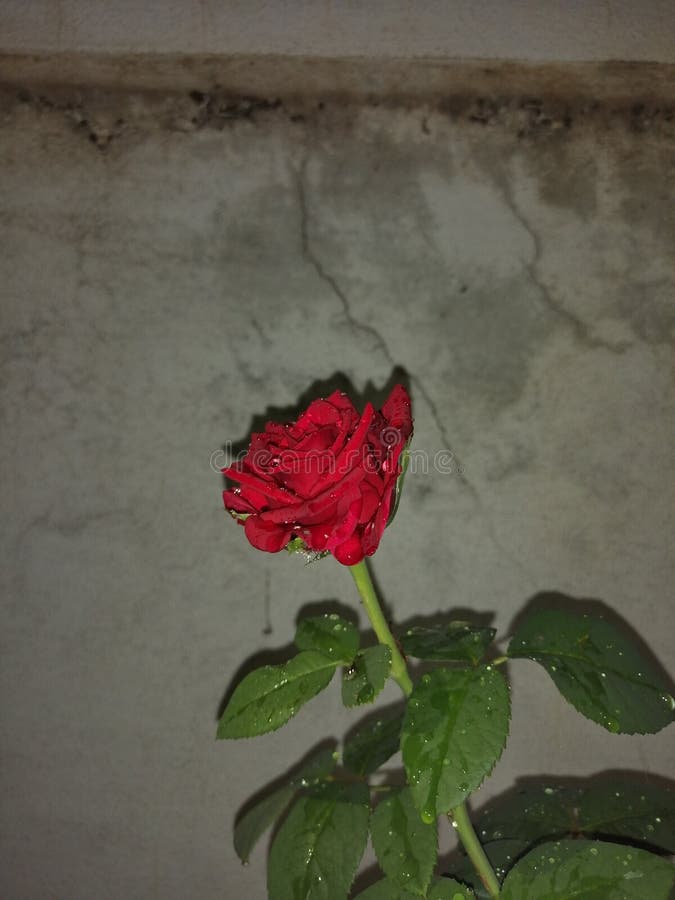 Rose flower due red stock image. Image of rose, flower - 142863163