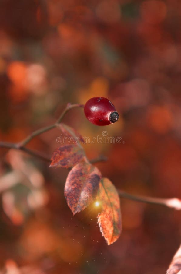 Rose flower in fall stock image. Image of nature, flower - 205705973