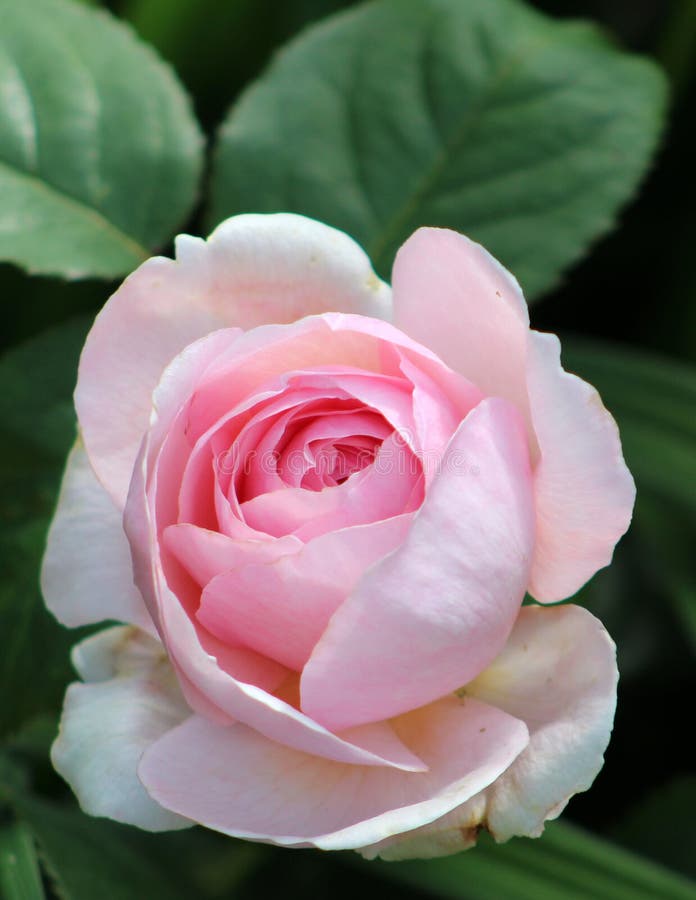 Rose, Flower, Rose Family, Pink Picture. Image: 100783348