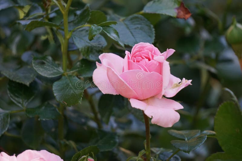 Rose, Flower, Rose Family, Pink Picture. Image: 112569128