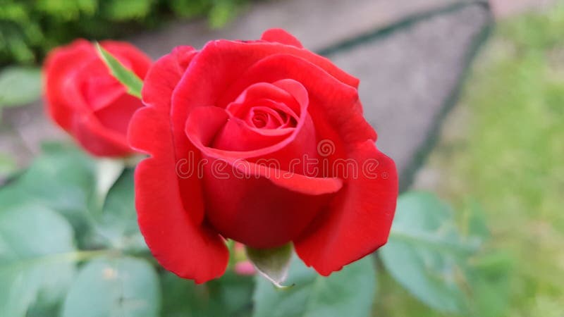 Rose, Flower, Rose Family, Red Picture. Image: 132861785