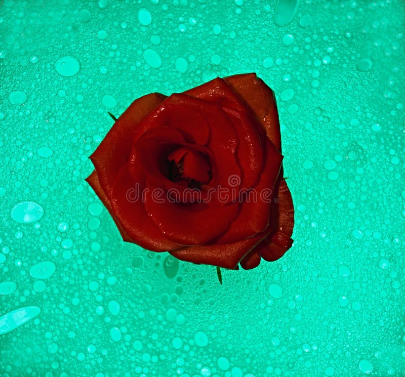 Rose flower floating. stock photo. Image of gold, water - 74073936