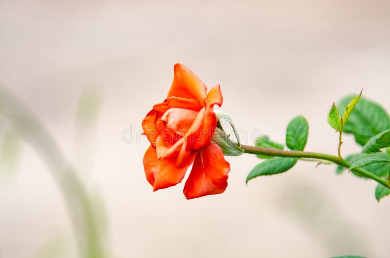 Rose Flower Flowers of Love Stock Image - Image of anniversary, flora ...