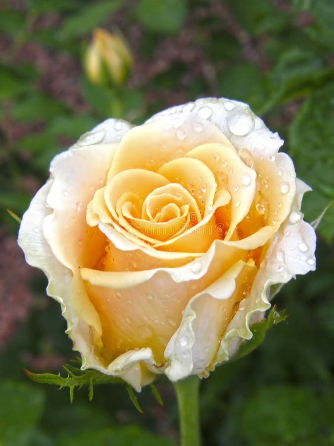 Rose flower. Flowers stock photo. Image of pistils, bouquet - 95389272