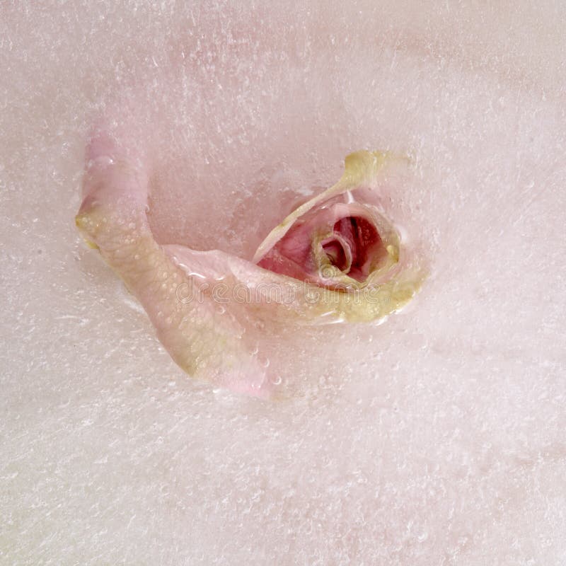 Rose Flower Frozen Within A Block Of Ice Stock Image Image Of Hard Light 195119545