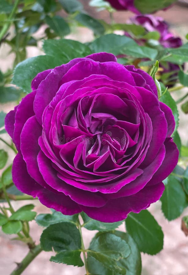 Rose flower in full bloom. stock image. Image of background - 246517597