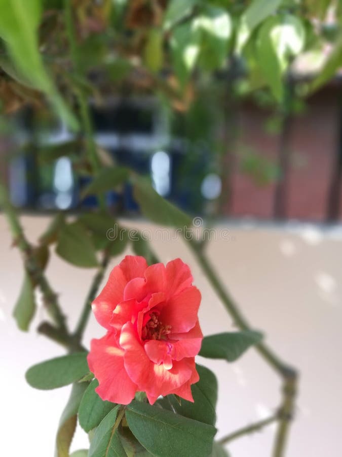 Rose stock image. Image of garden, rose, pollination - 106007175