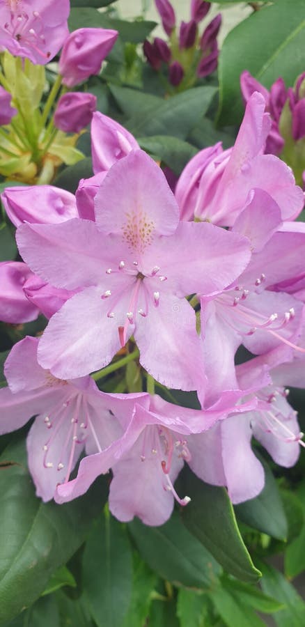 Rose Flower Garden stock photo. Image of mountain, bucket - 268472812