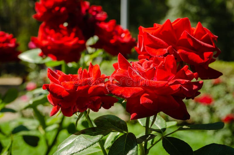 Rose Flower Garden. Red Garden Roses Blooming on a Rose Bush Stock ...
