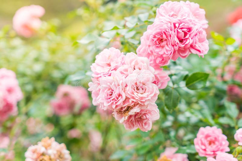 Rose flower in garden stock image. Image of blossom - 128802011