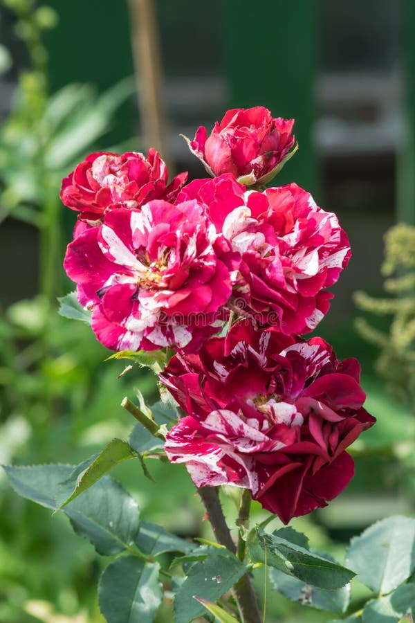 Rose Flower in the Garden on the Summer. Stock Photo - Image of poland ...