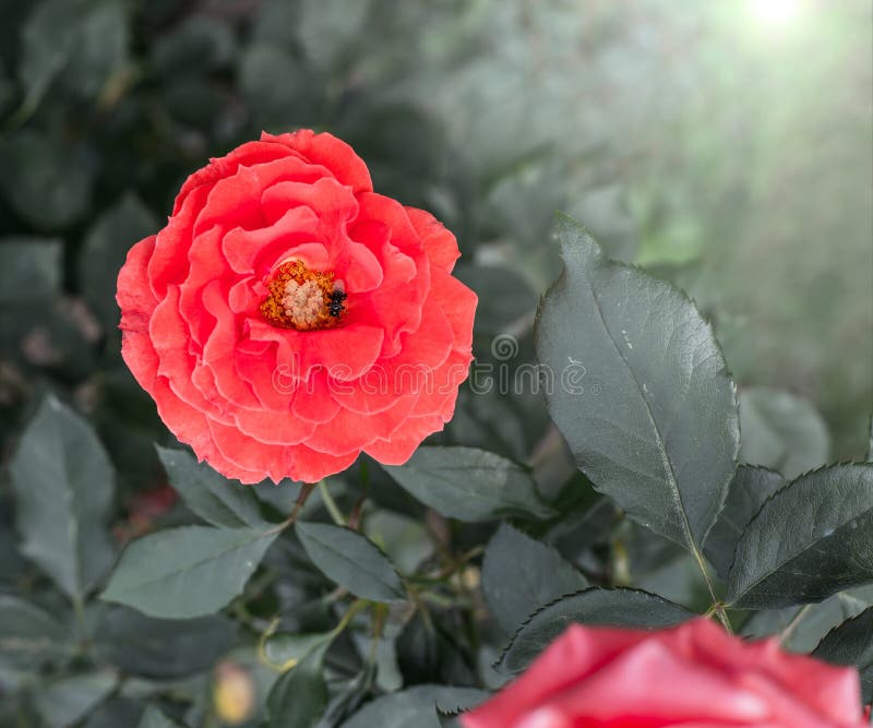 Rose flower stock photo. Image of sunshine, park, gist - 84345012