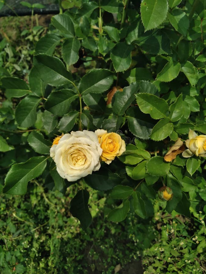 An Aesthetic Red Rose with Dark Leaves in the Garden Stock Image ...