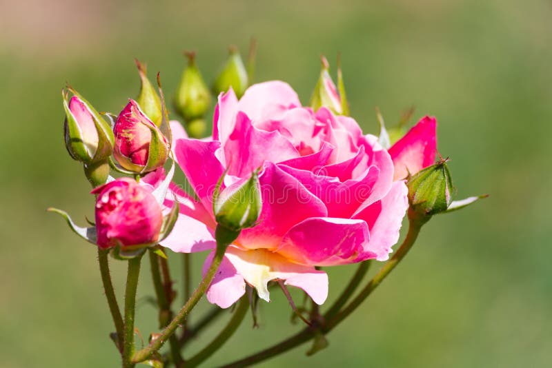 Rose flower in a garden stock photo. Image of spring - 117248080