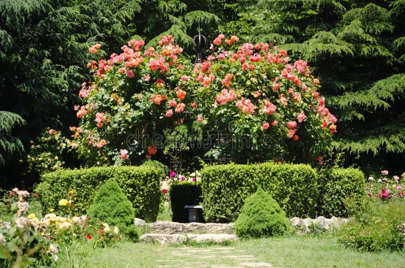 Rose Flower Gardening stock foto. Image of decoratief - 41980112