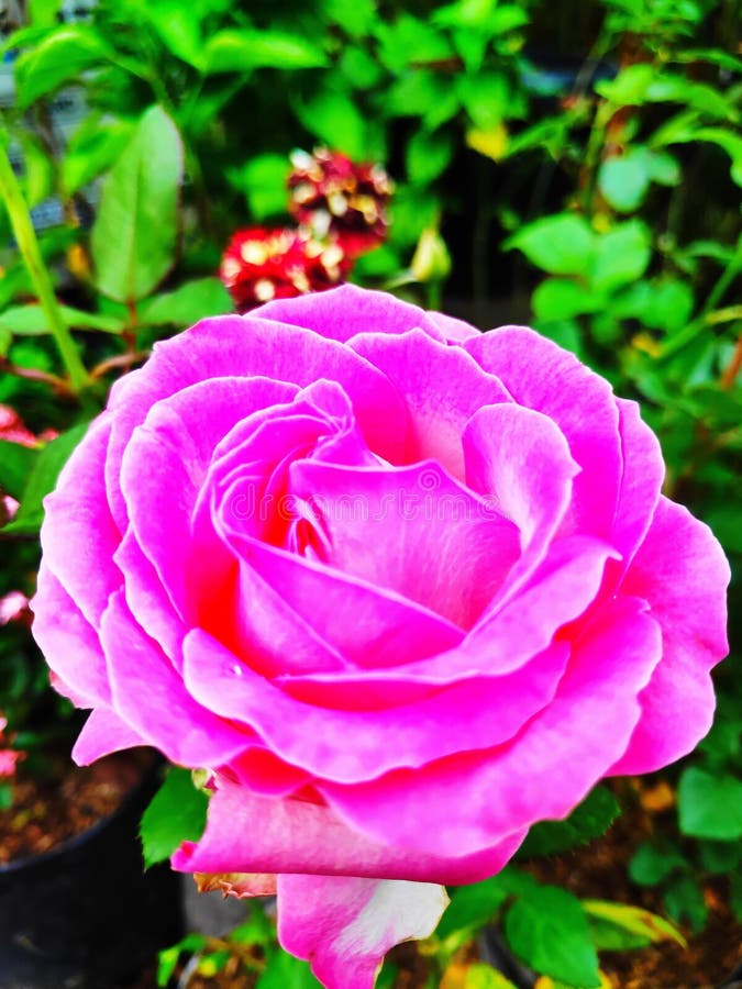 Rose flower good colour stock image. Image of good, flower - 277398991