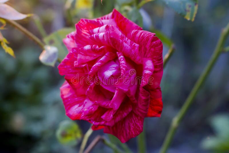 Rose Flower Grade Papageno Closeup Stock Image - Image of nature ...