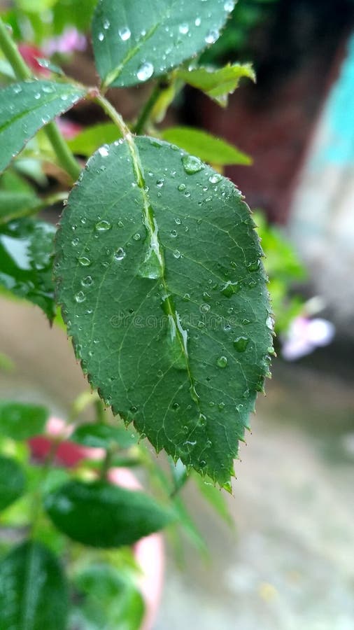 Rose Flower Green Leaf on Drop of Water Stock Photo - Image of water ...