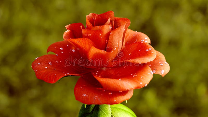 Red Rose Growth Stages. Flowers Plants Development. Rose Animation ...